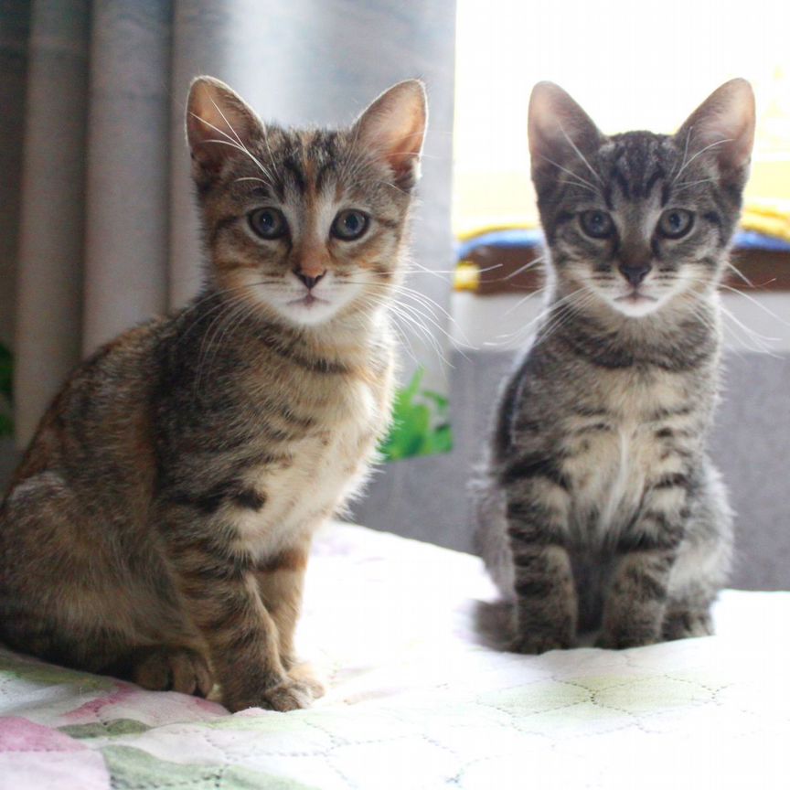 Котята, брат и сестра полосатые