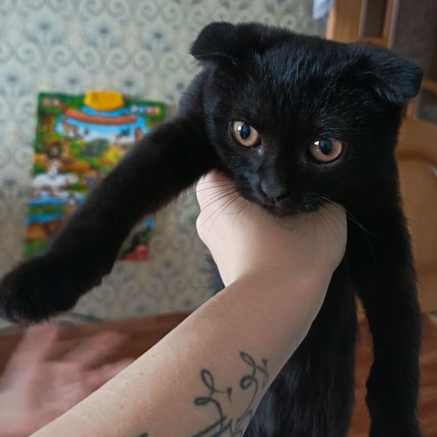 Шотландские вислоухие