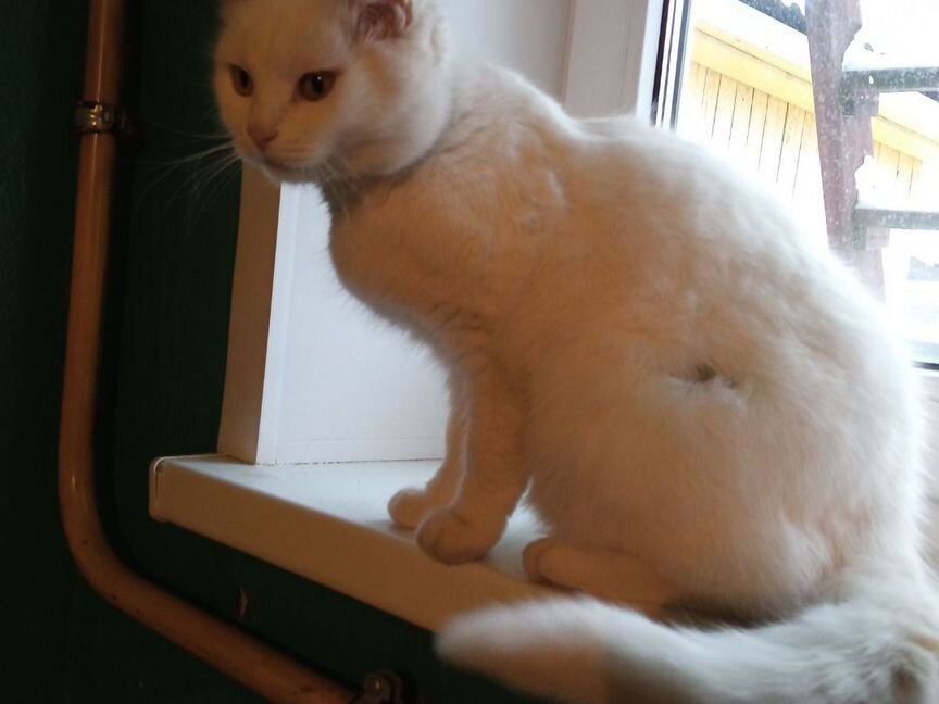 Кошки в добрые руки бесплатно