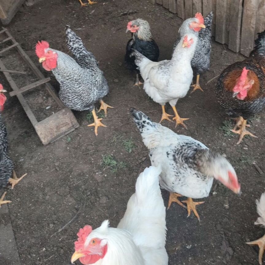 Молодые петухи