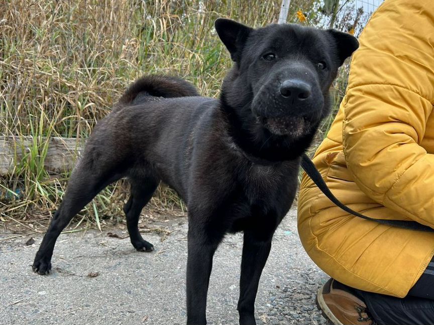 Собака, бесплатно