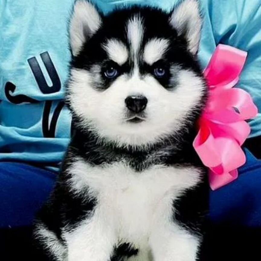 Классные собачки сибирские хаски