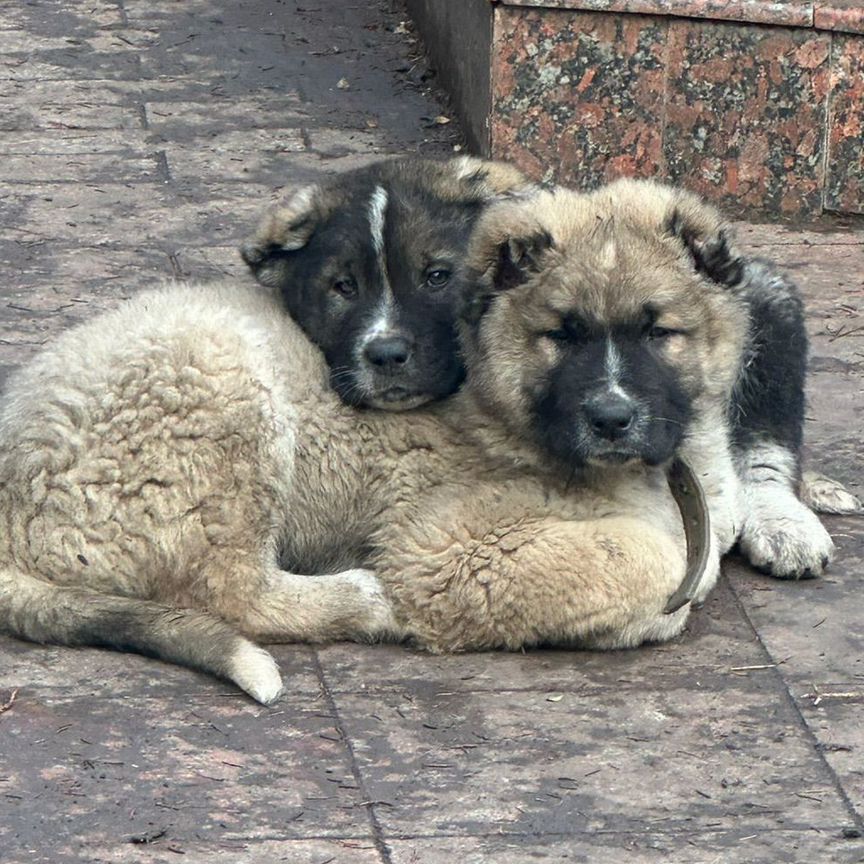 Щенки кавказского волкодава