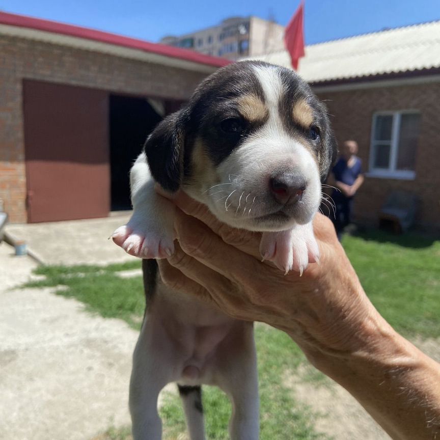 Эстонская гончая щенки