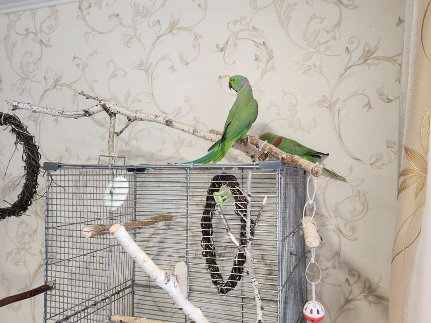 Ожереловые попугаи