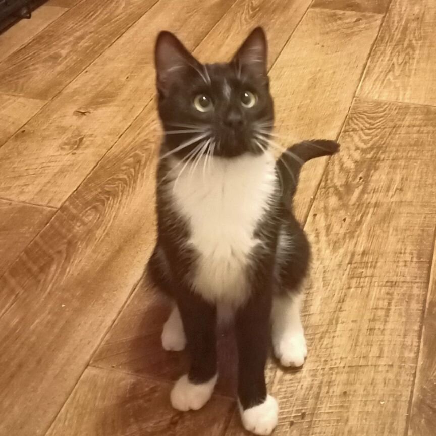 Котик Кузя в добрые ручки