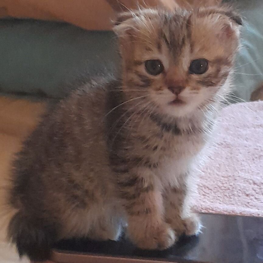 Кошки курильский бобтейл