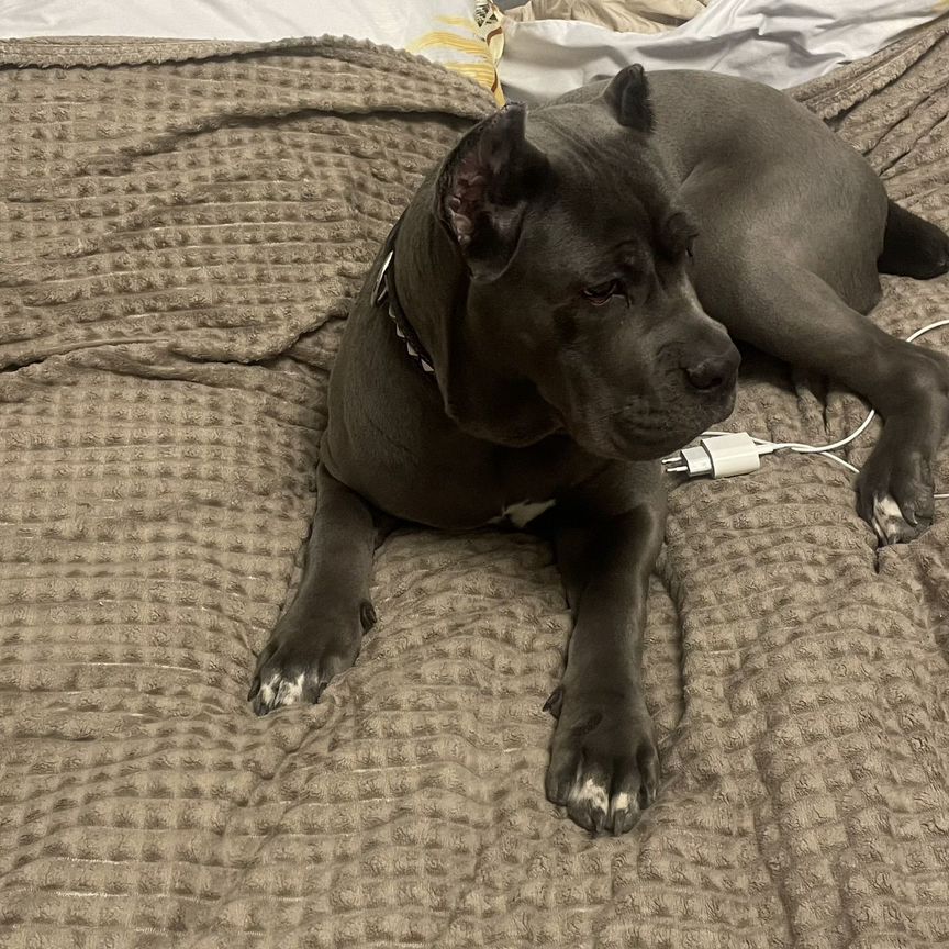 Продам кане корсо