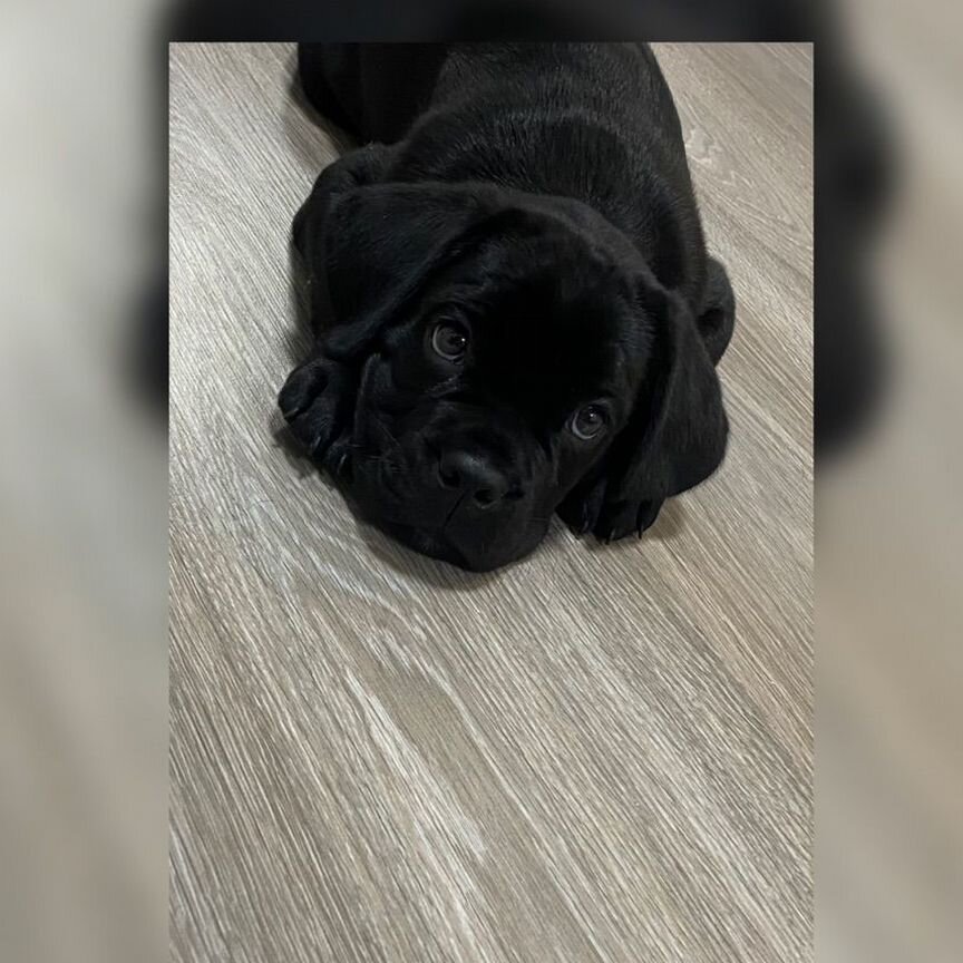 Щенки кане корсо