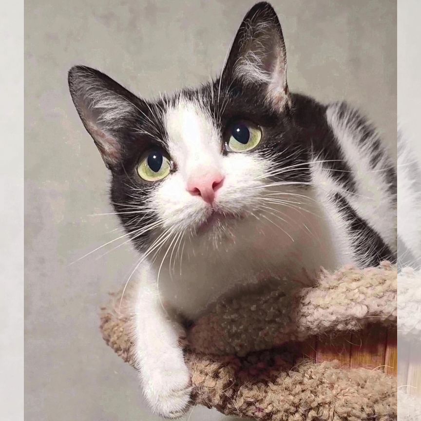 Взрослая кошка в добрые руки