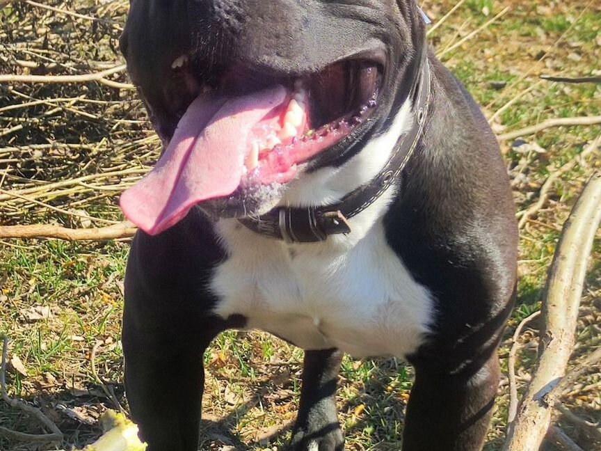 Вязка. Стаффордширский терьер. Бесплатно