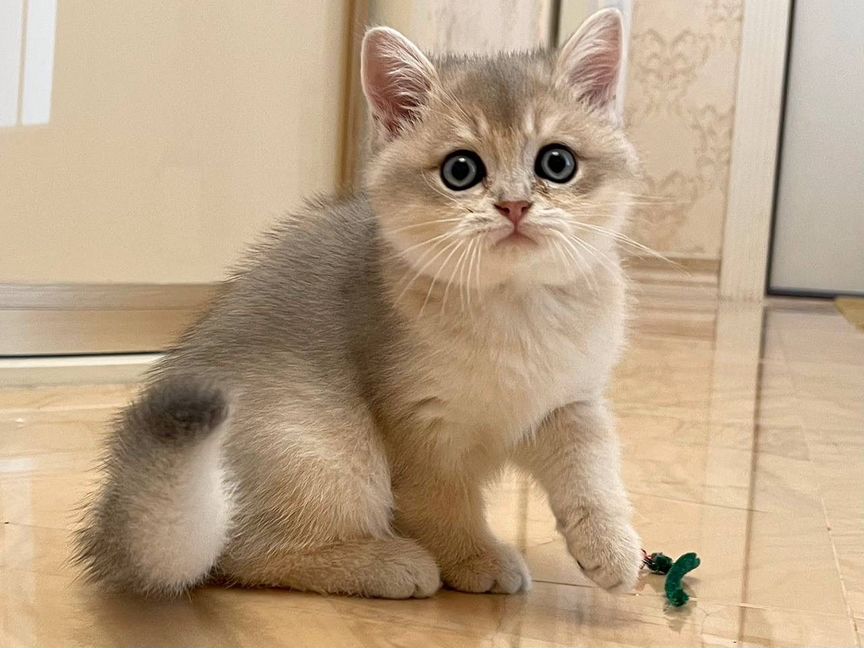 Золотой плюшевый мальчик Шотландец