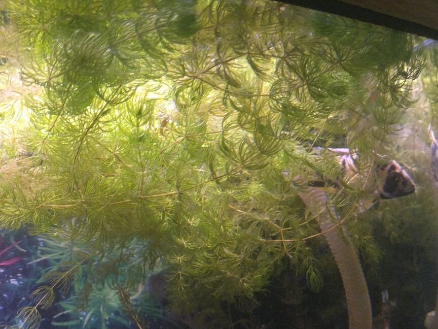 Аквариумное растение роголистник