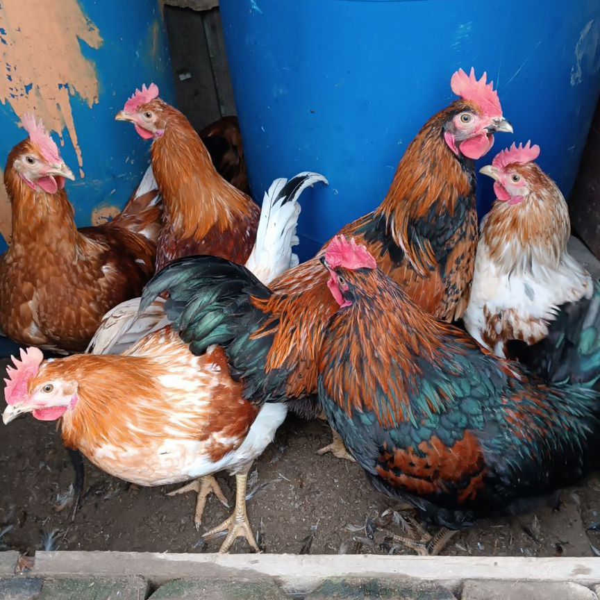 Молодые петухи