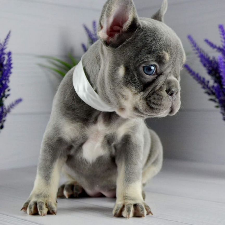 Французский бульдог щенки