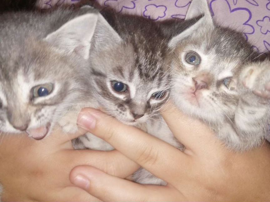 Кошки в добрые руки