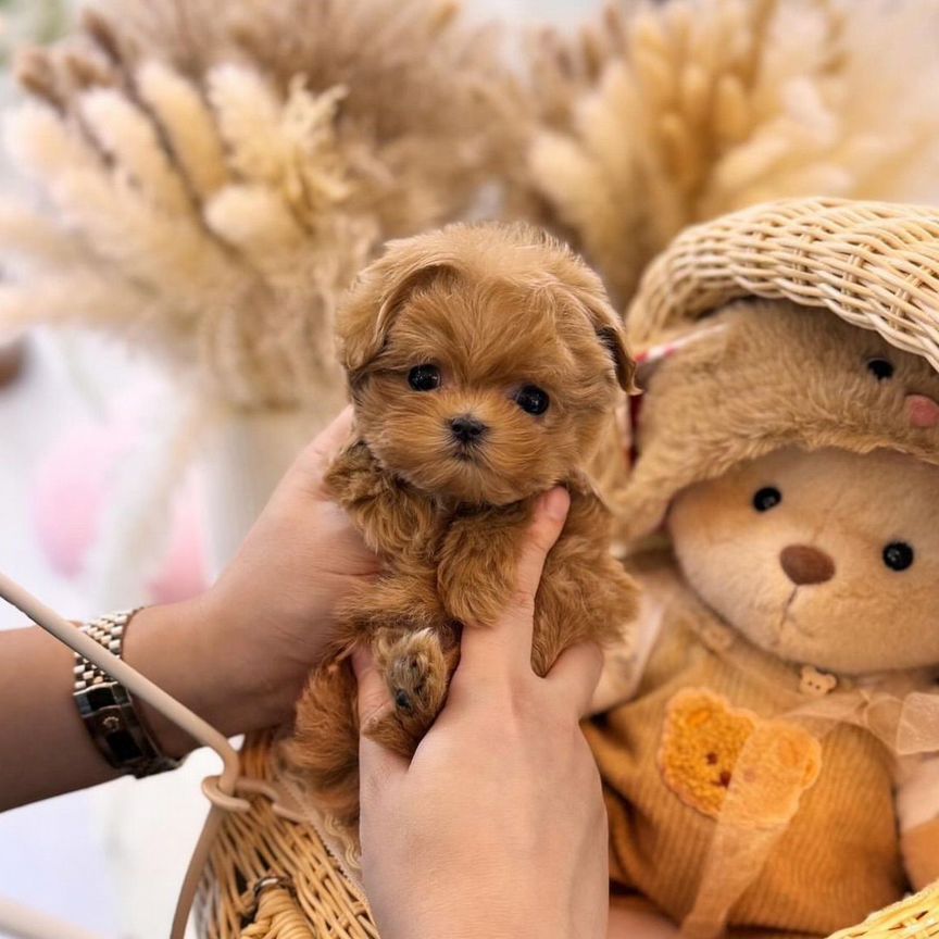 Микро мальтипу девочки на ладони короткий носик