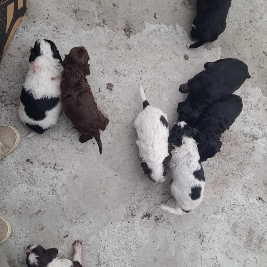 Русский охотничий спаниель щенки