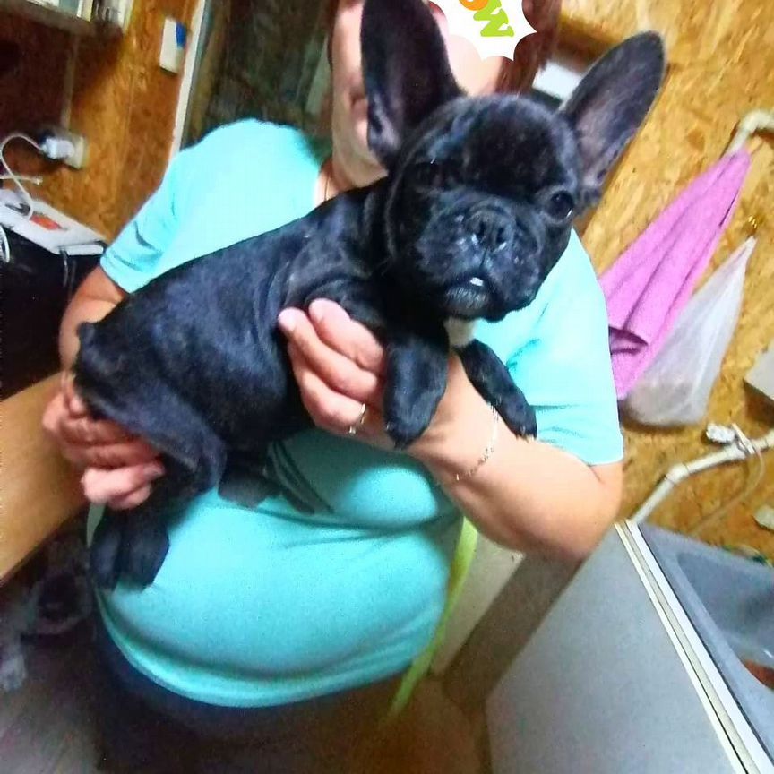 Французский бульдог
