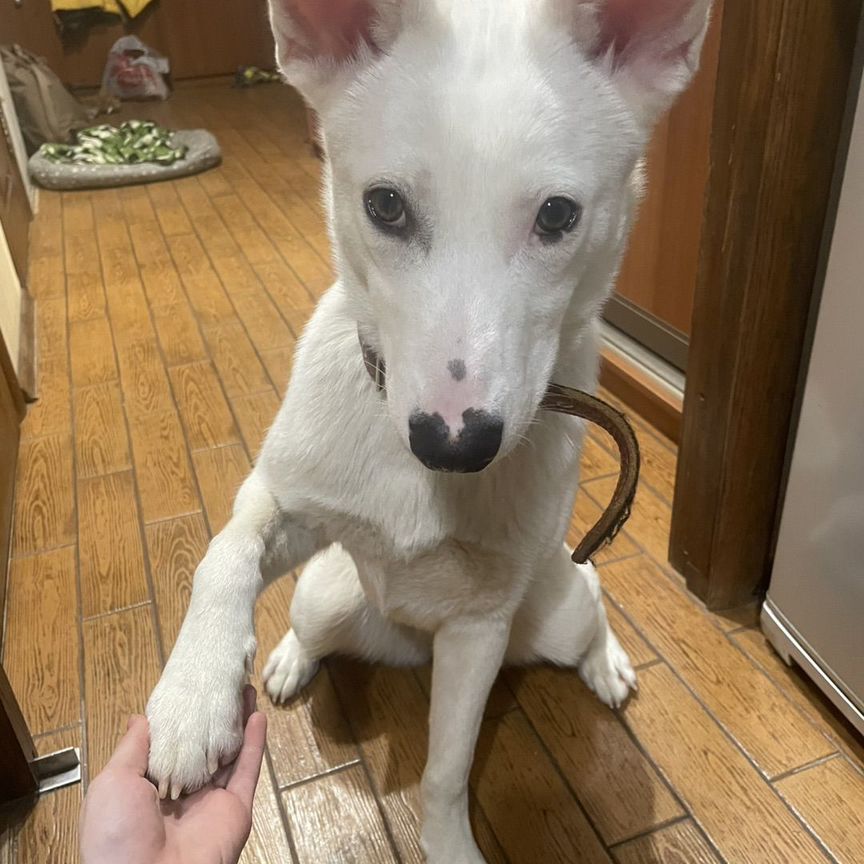 Отдам щенка в добрые руки