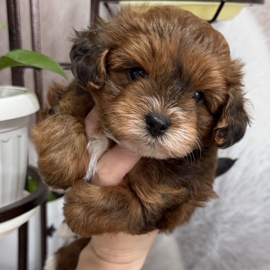 Щенки помапу