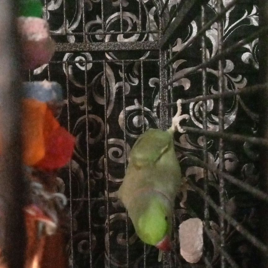 Ожереловый попугай самец