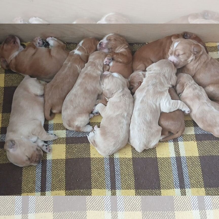 Кокер спаниель, щенок