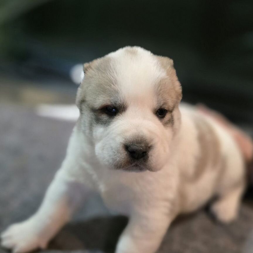 Среднеазиатская овчарка, щенок