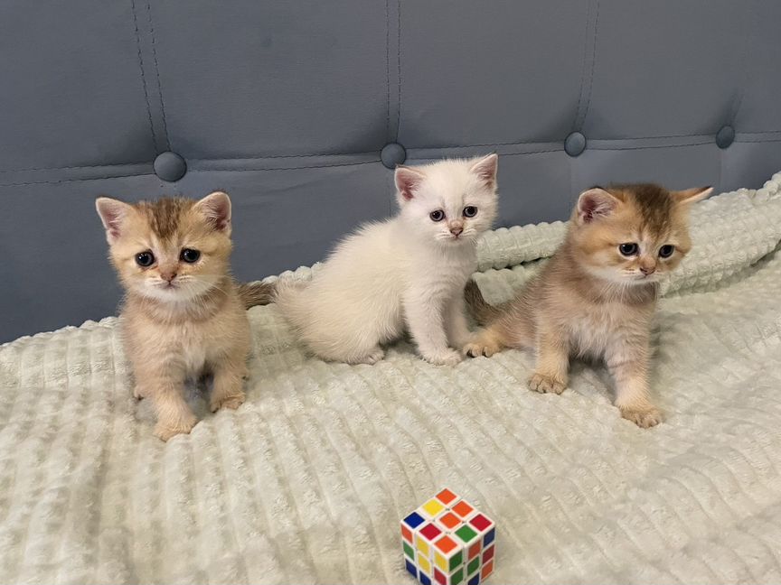 Британские котята