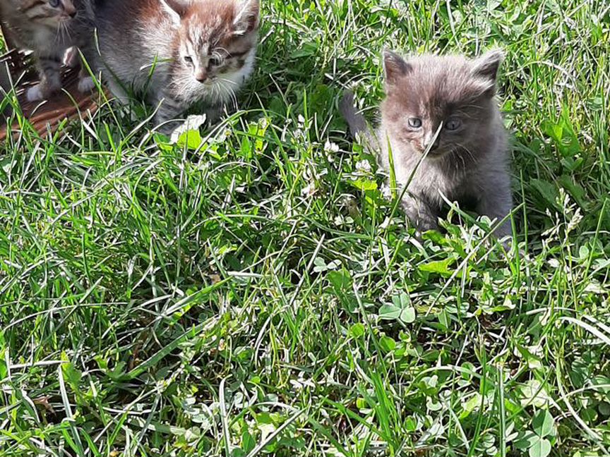 Отдам котят в добрые руки