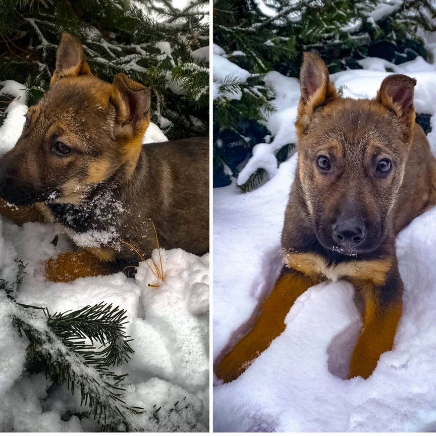 Щенок в добрые руки