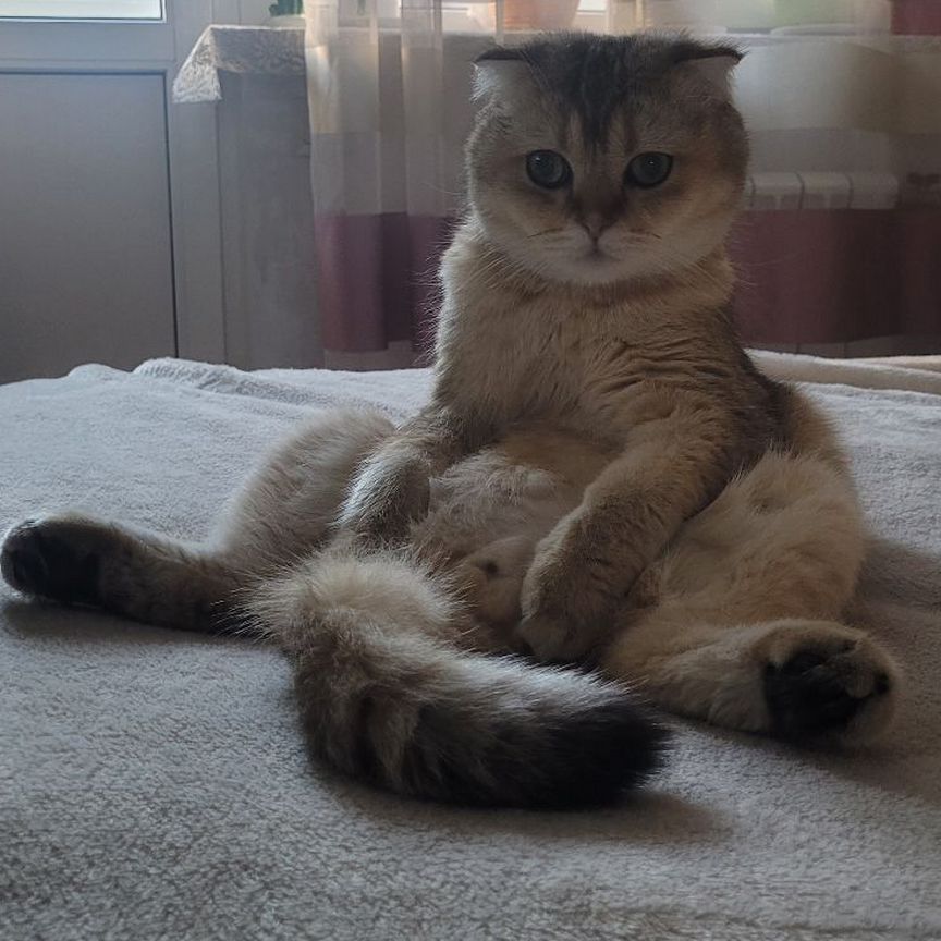 Шотландский вислоухий короткошёрстный, взрослый кот