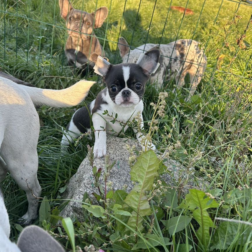 Чихуахуа ручные ласковые