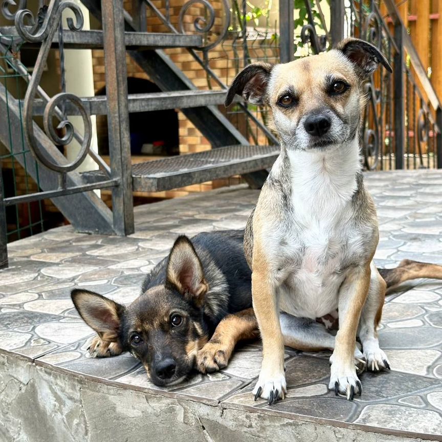 Собака в добрые руки