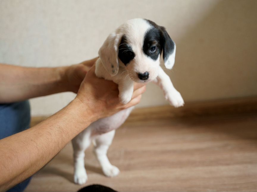 Отдам щенков