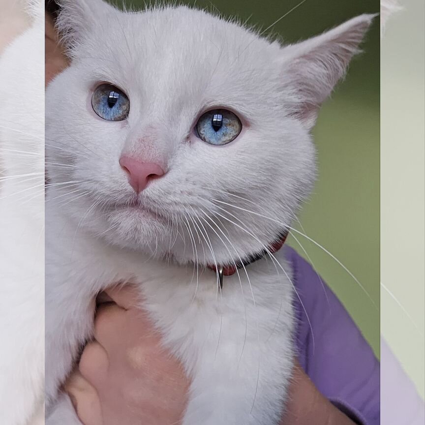 Котик 6 месяцев в добрые руки