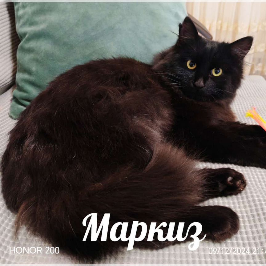 Котик в добрые руки