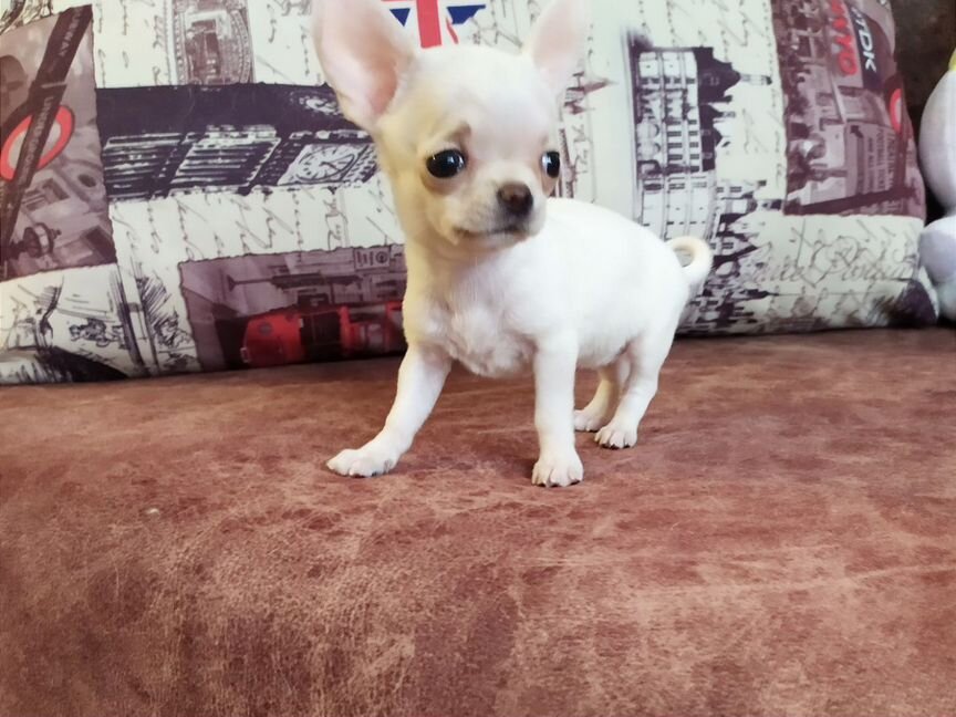 Чихуахуа карликовая девочка