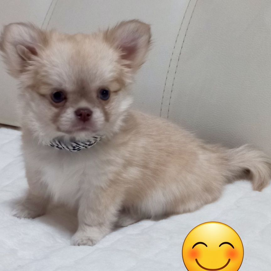 Чихуахуа, щенок