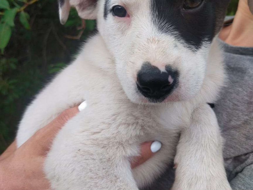 Отдам щенка в хорошие руки