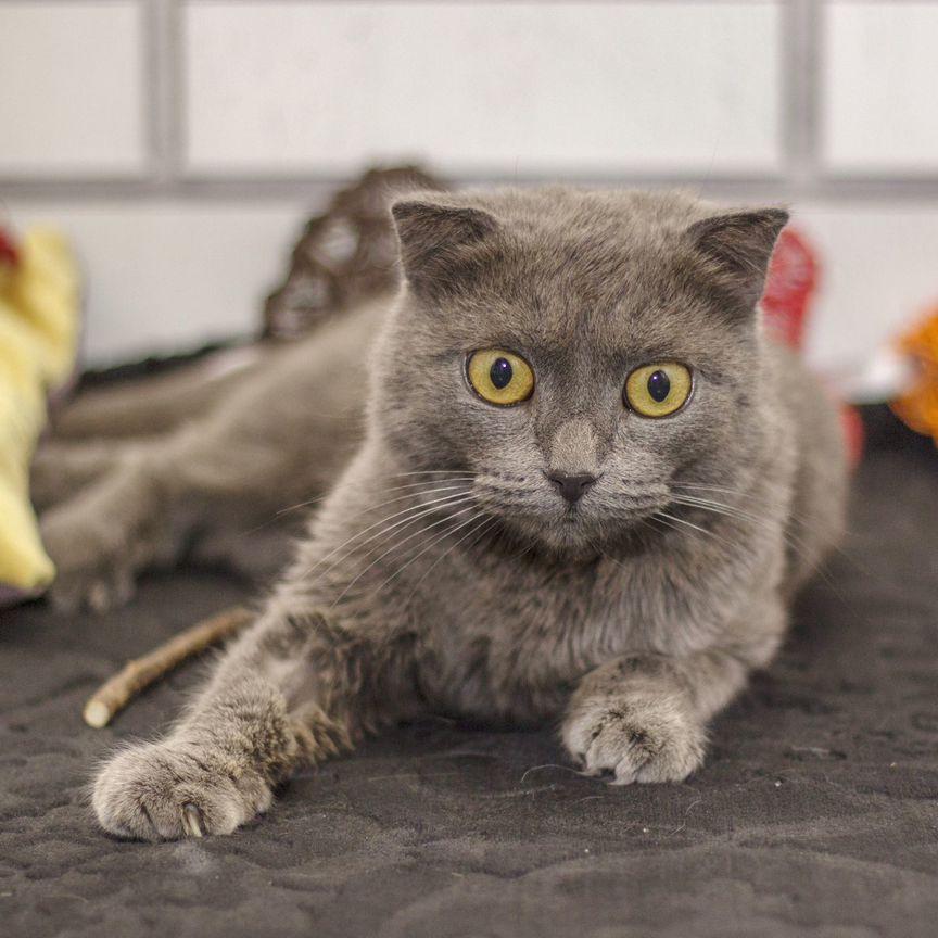 Ищет дом красавица кошка