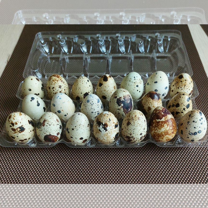 Инкубационное яйцо перепелов Феникс золотой