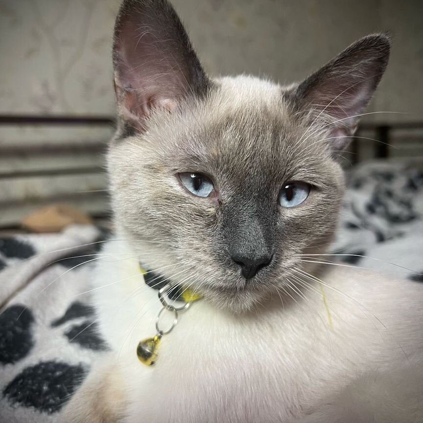 Отдам в хорошие руки котенка