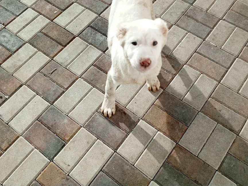 Щенки алабая