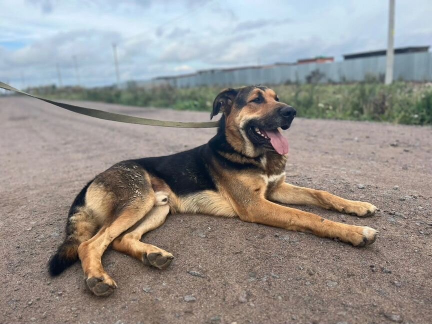 Собака в добрые руки