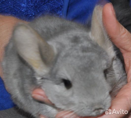 Отдам шиншиллу в добрые руки
