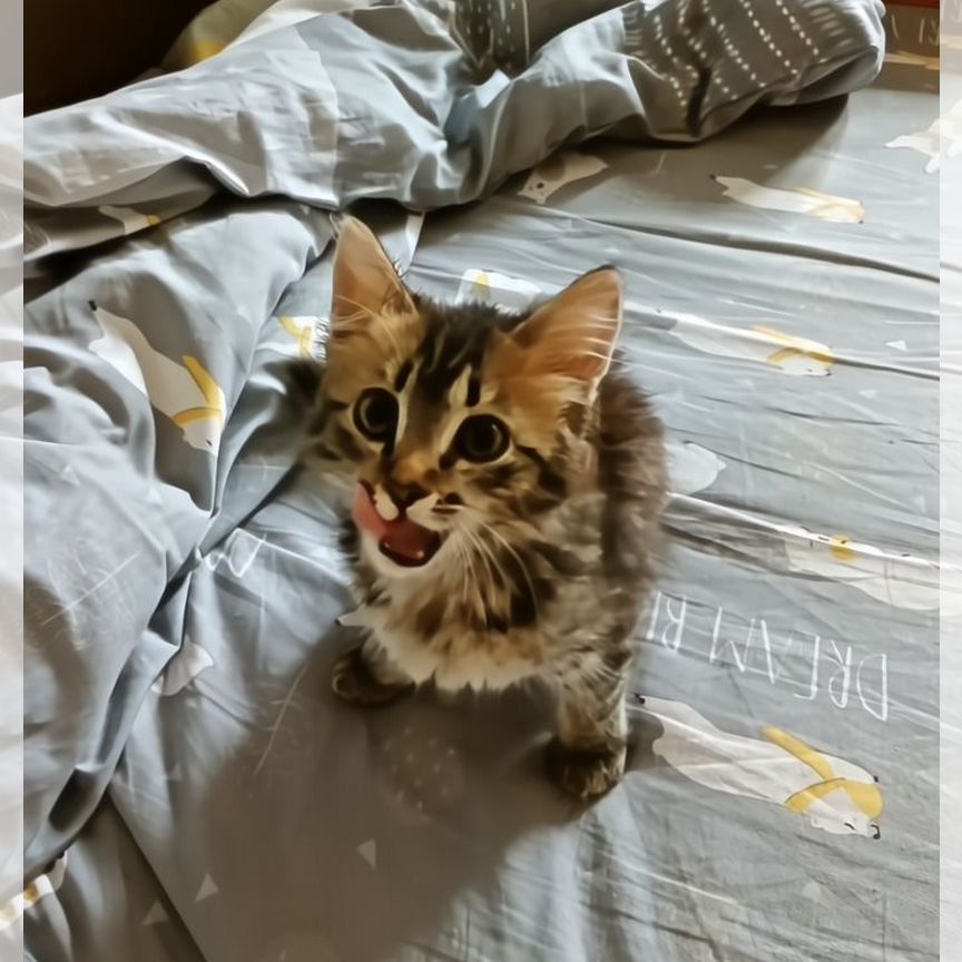 Котёнок в добрые руки