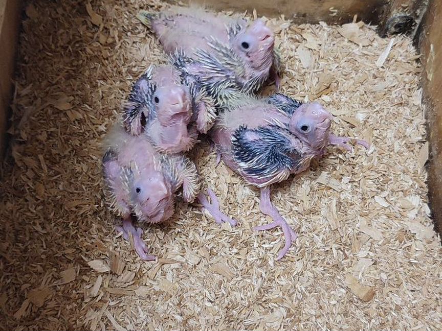 Продаются попугаи карелла