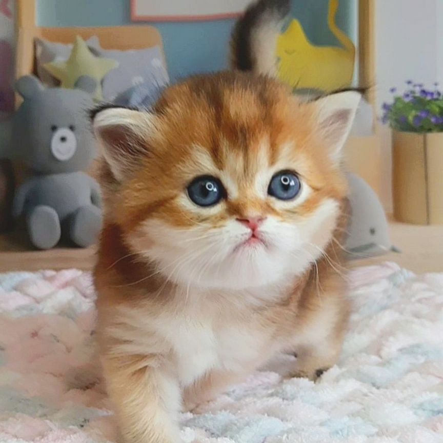Шотландский золотой котёнок