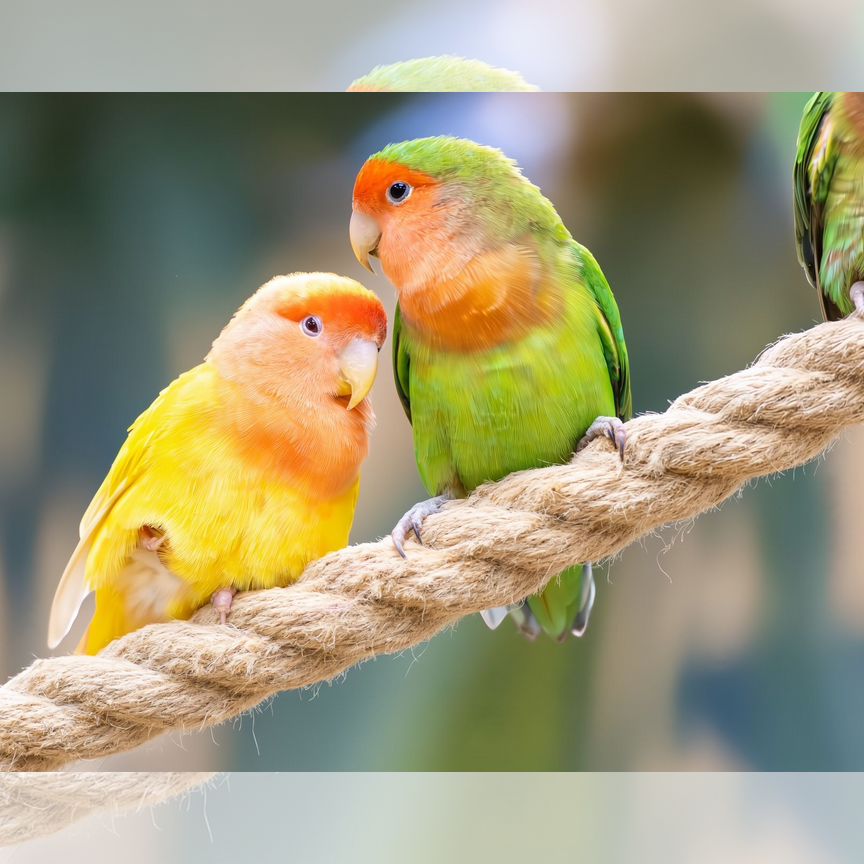 Неразлучники